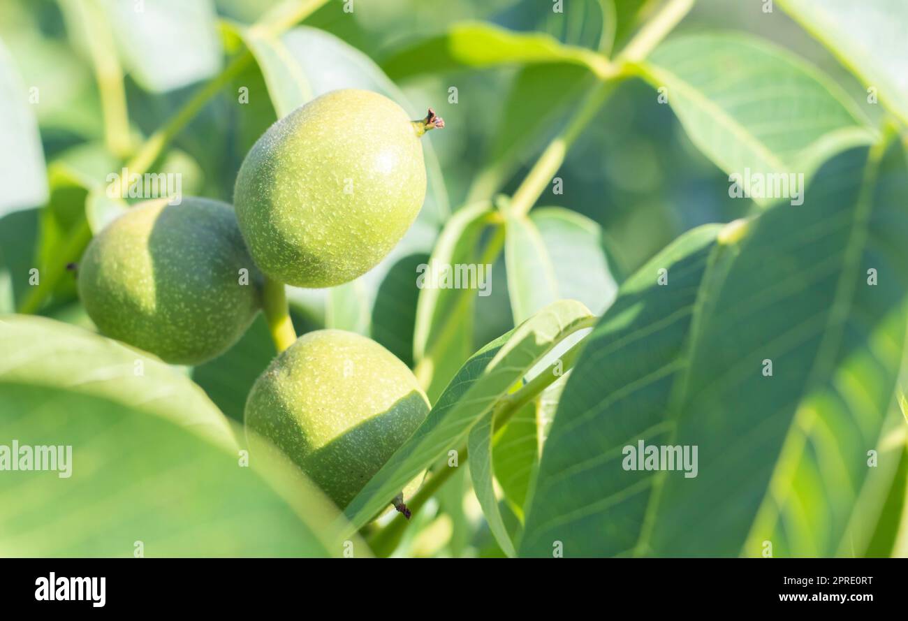 Noix qui poussent sur un arbre Banque de photographies et d’images à ...