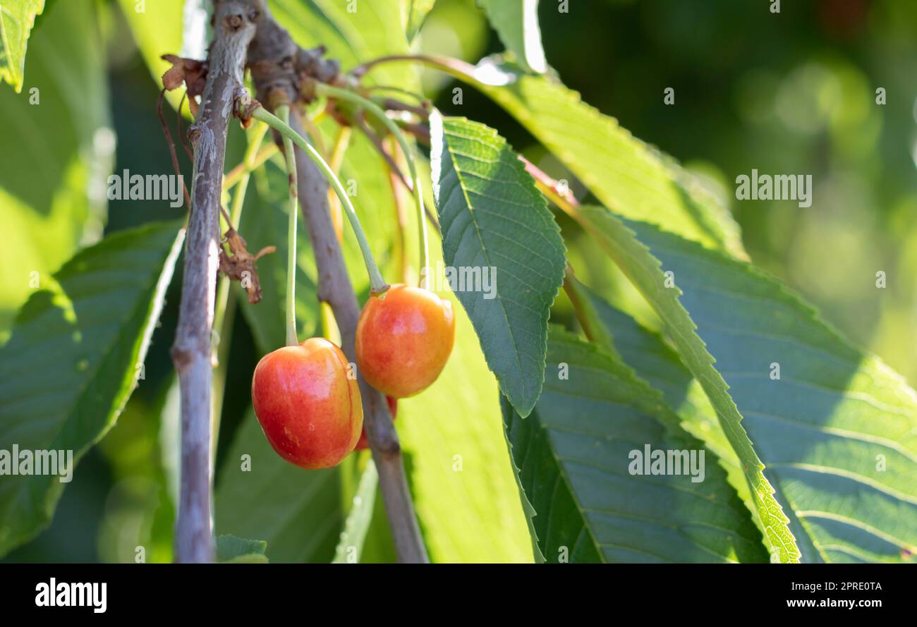 Baies mûres de cerises rouges et sucrées suspendues à une branche d ...