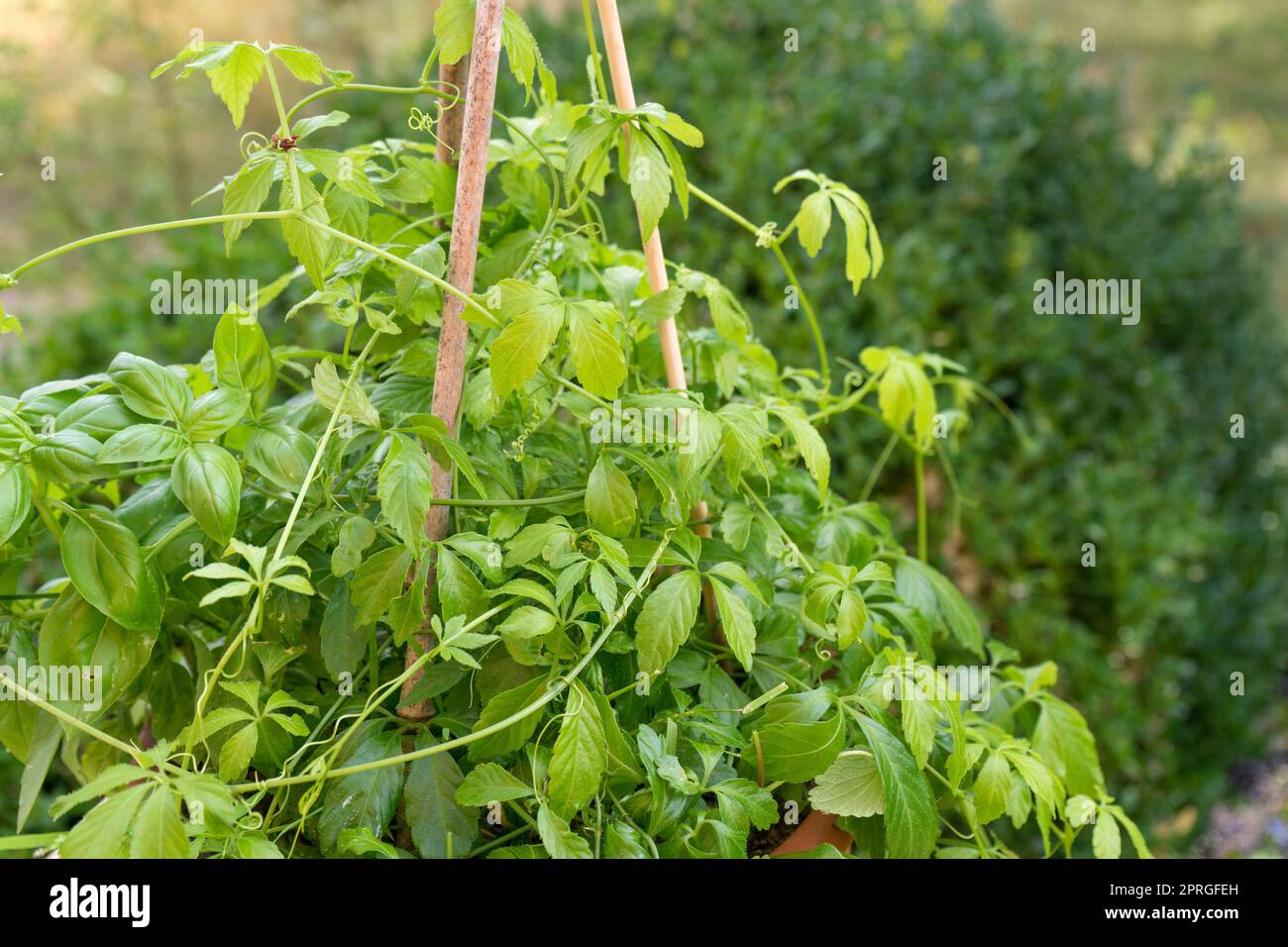 Jiaogulan gynostemma pentaphyllum Banque de photographies et d’images à ...