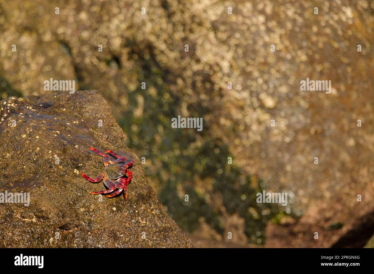 Crabe sur un rocher Banque de photographies et d’images à haute ...