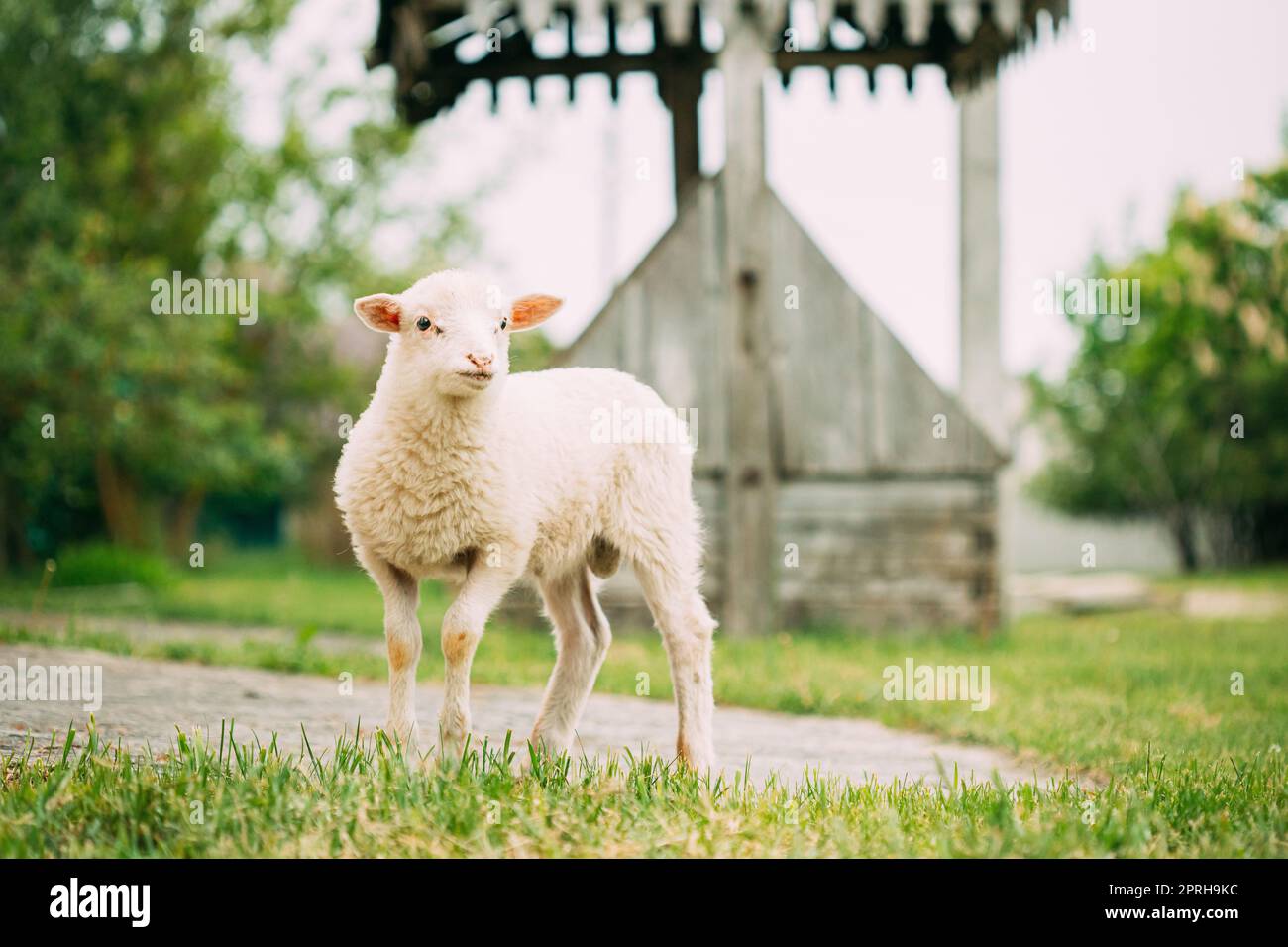 Alimentation domestique de l'agneau du petit mouton qui broutage dans ...