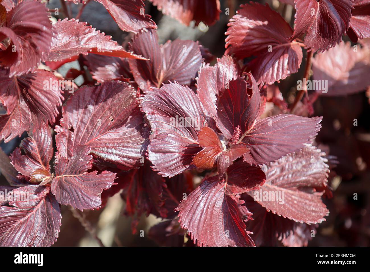 Acalypha reptans Banque de photographies et d’images à haute résolution ...