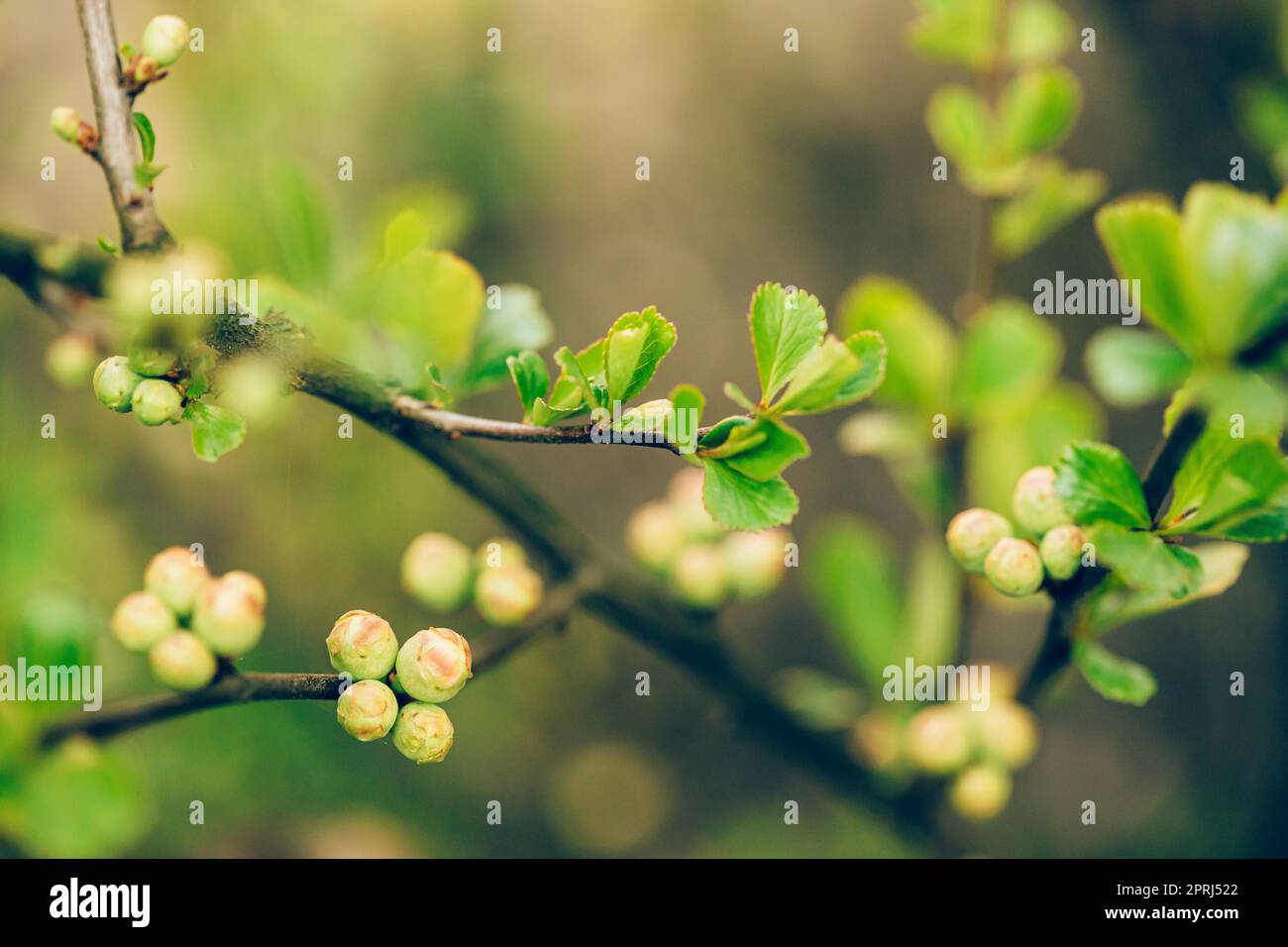 Jeunes feuilles vertes de printemps et bourgeons non soufflés de coce ...