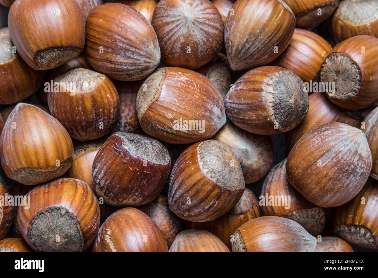 Fruit du noisetier Banque de photographies et d’images à haute ...