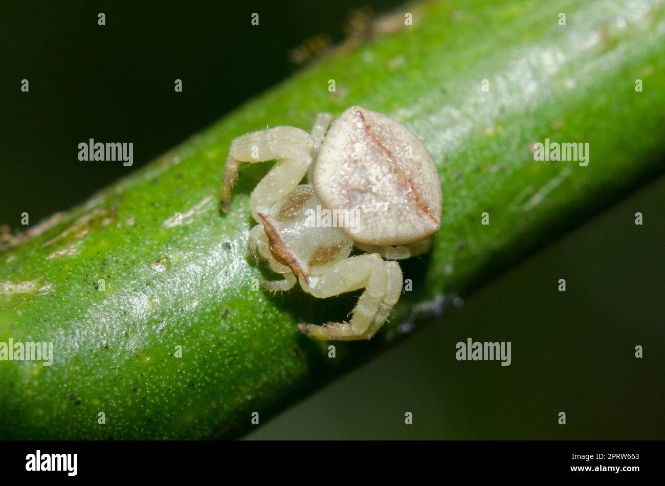 Thomisus sp Banque de photographies et d’images à haute résolution - Alamy
