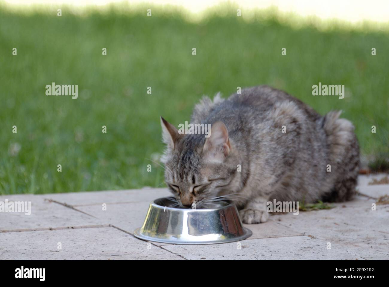 Ombre chat noir Banque de photographies et d’images à haute résolution ...