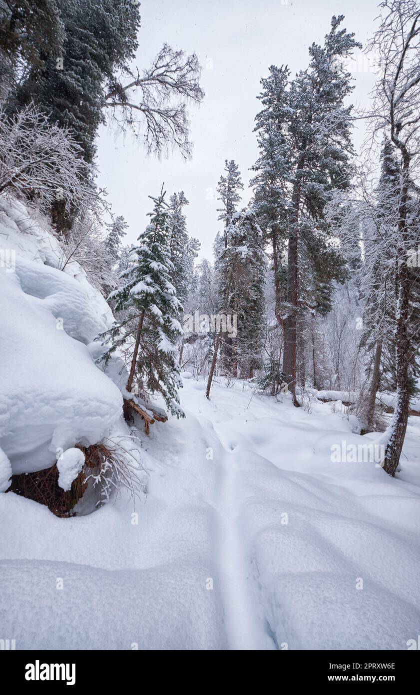 Sentier en forêt de taïga d'hiver sous de fortes neiges le long de la ...
