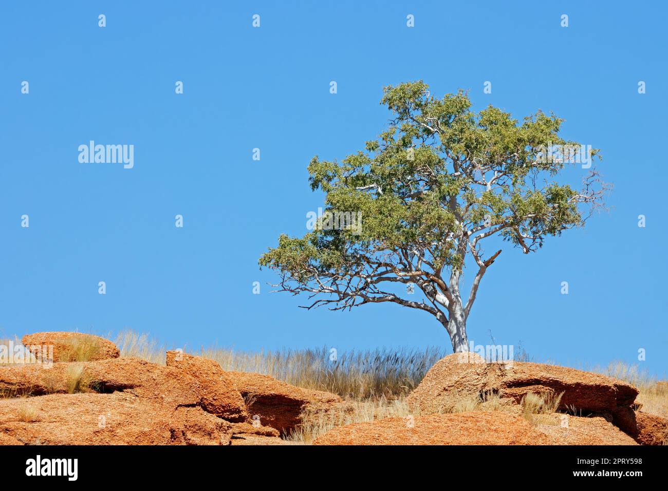 Arbre qui pousse sur un rocher Banque de photographies et d’images à ...
