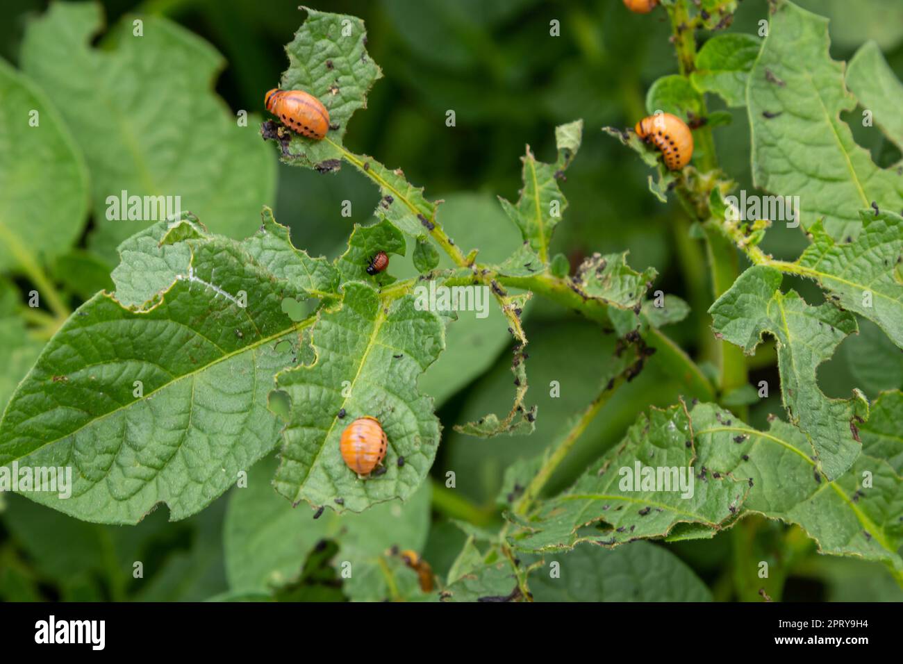 Ravageur de la pomme de terre Banque de photographies et d’images à ...