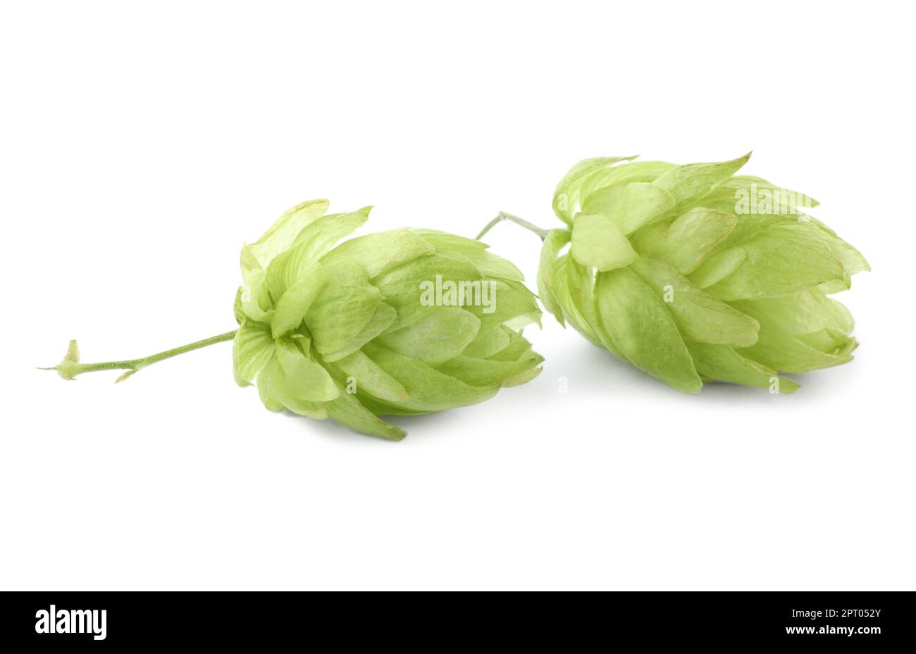 Plante de houblon sauvage Banque d'images détourées - Alamy