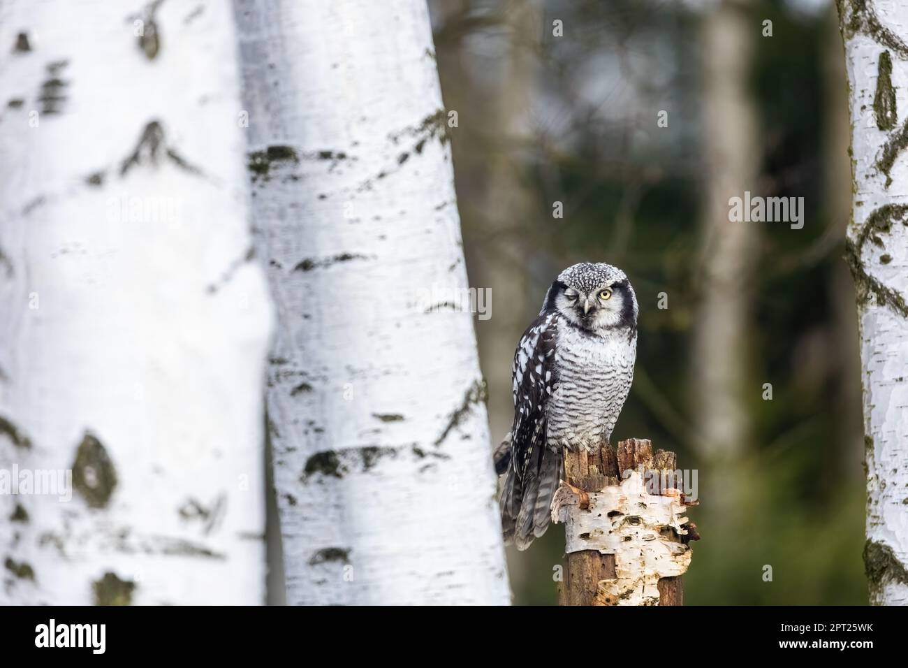 Portrait d'un jeune hibou de faucon du Nord (Surnia ulula) qui clignote ...