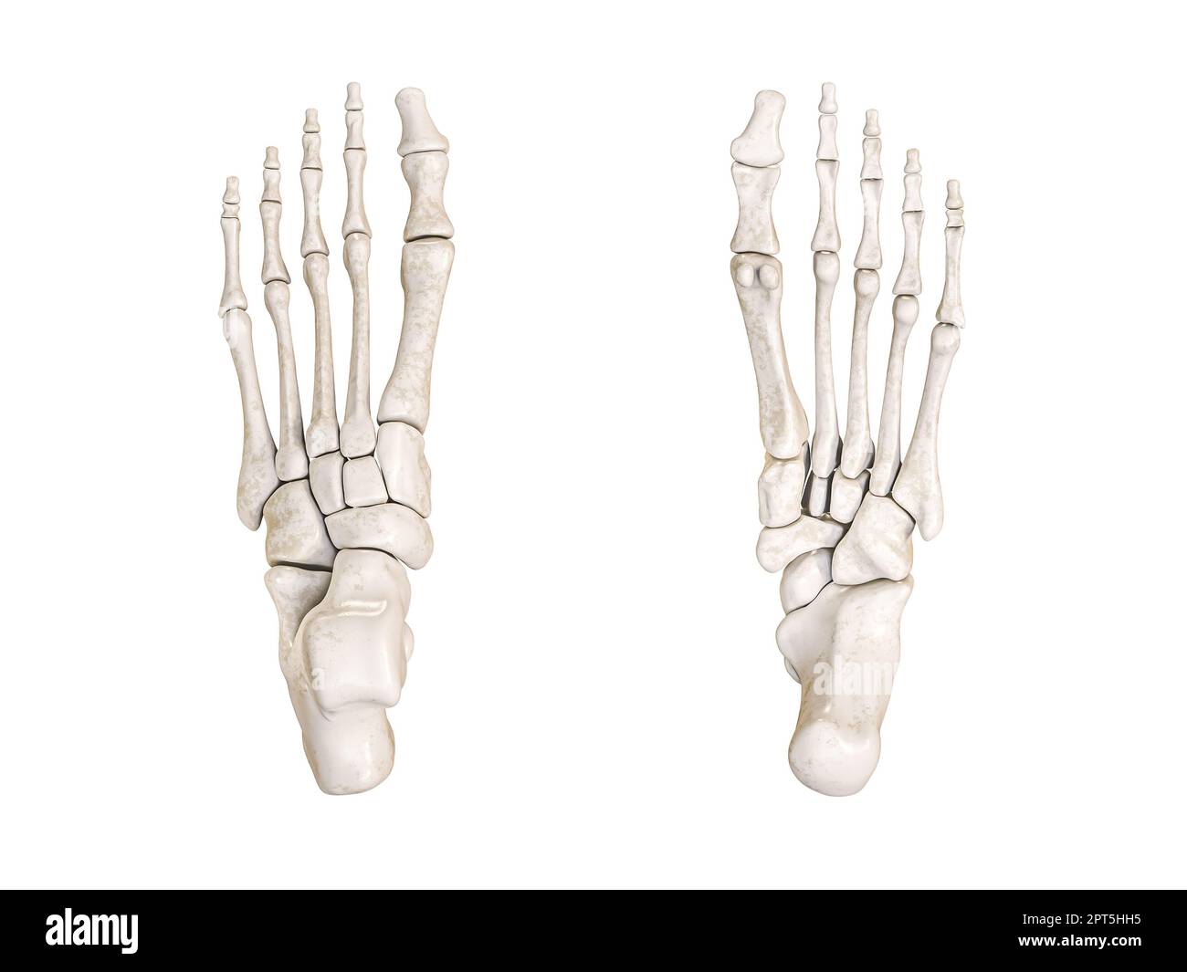Anatomie des os du pied vue plantaire Banque de photographies et d ...