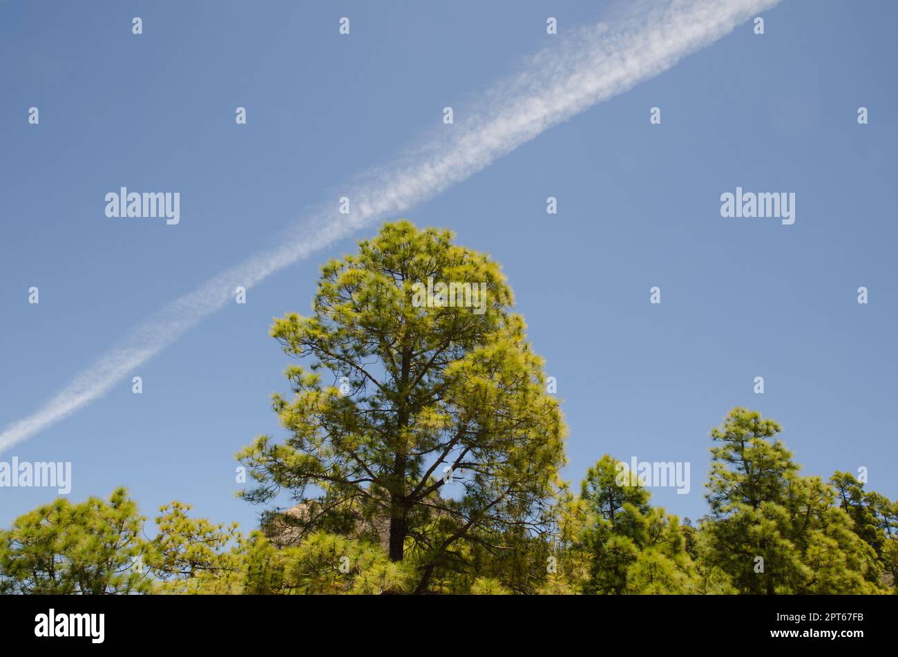 Forêt de pins de l'île des Canaries Pinus canariensis et sentier de ...
