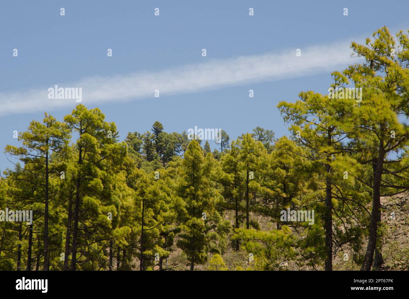 Forêt de pins de l'île des Canaries Pinus canariensis et sentier de ...
