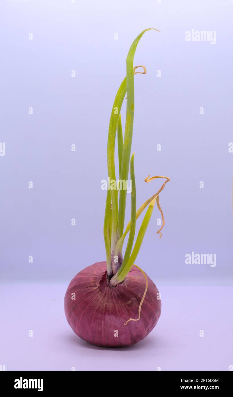 Oignon en germination Banque de photographies et d’images à haute ...