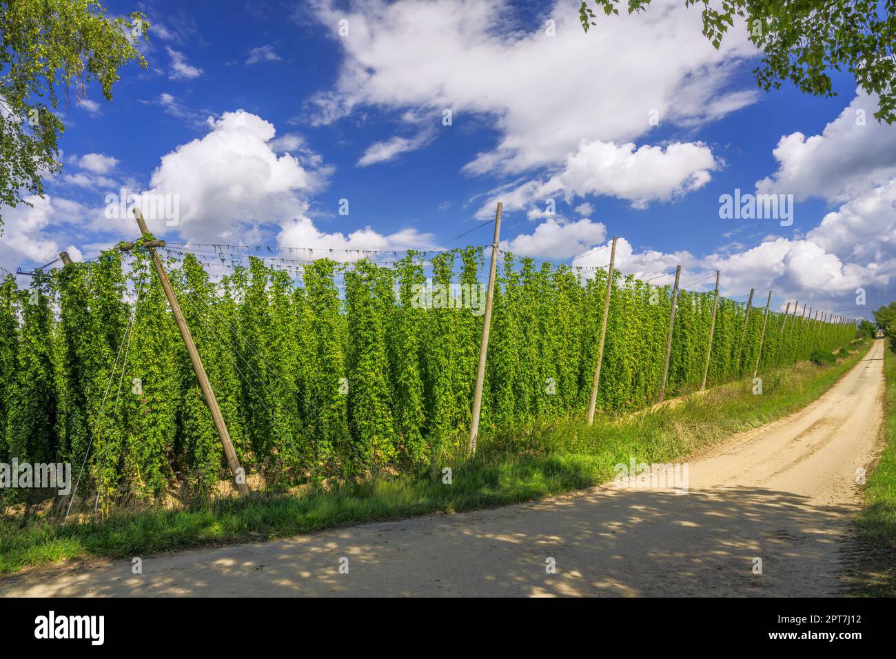 La culture du houblon dans un jardin de houblon en Bavière, dans une ...