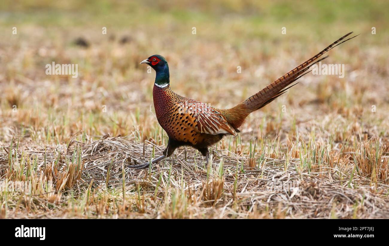 Faisan commun, phasianus colchicus, marchant sur le terrain dans les ...