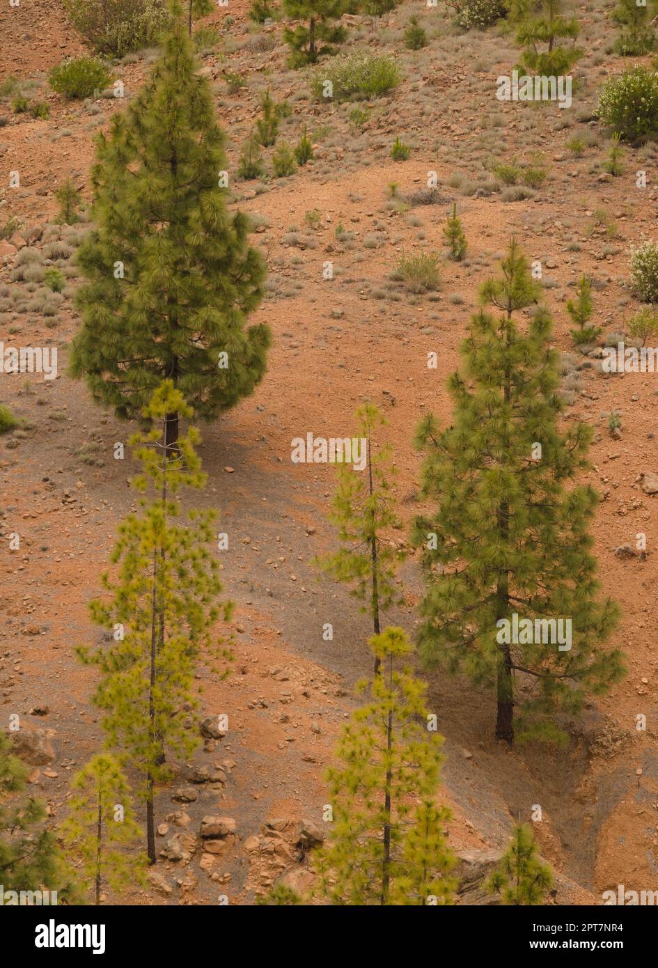 Pins de l'île des Canaries Pinus canariensis. Réserve naturelle ...