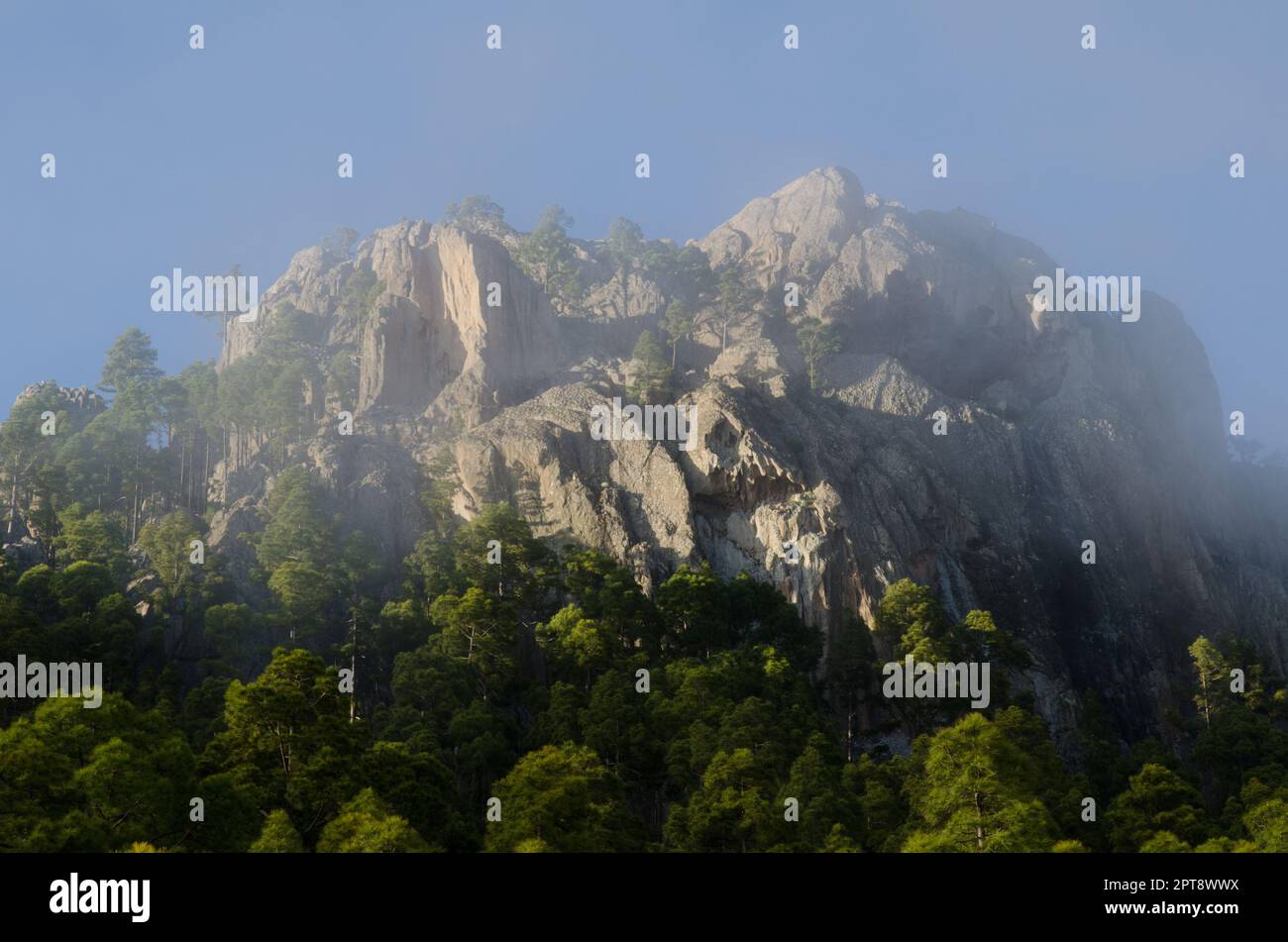 Falaise de la Morro de Pajonales et forêt de pins des îles Canaries ...