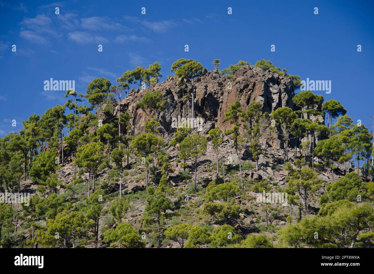 Forêt de pins de l'île des Canaries Pinus canariensis dans le mont Los ...