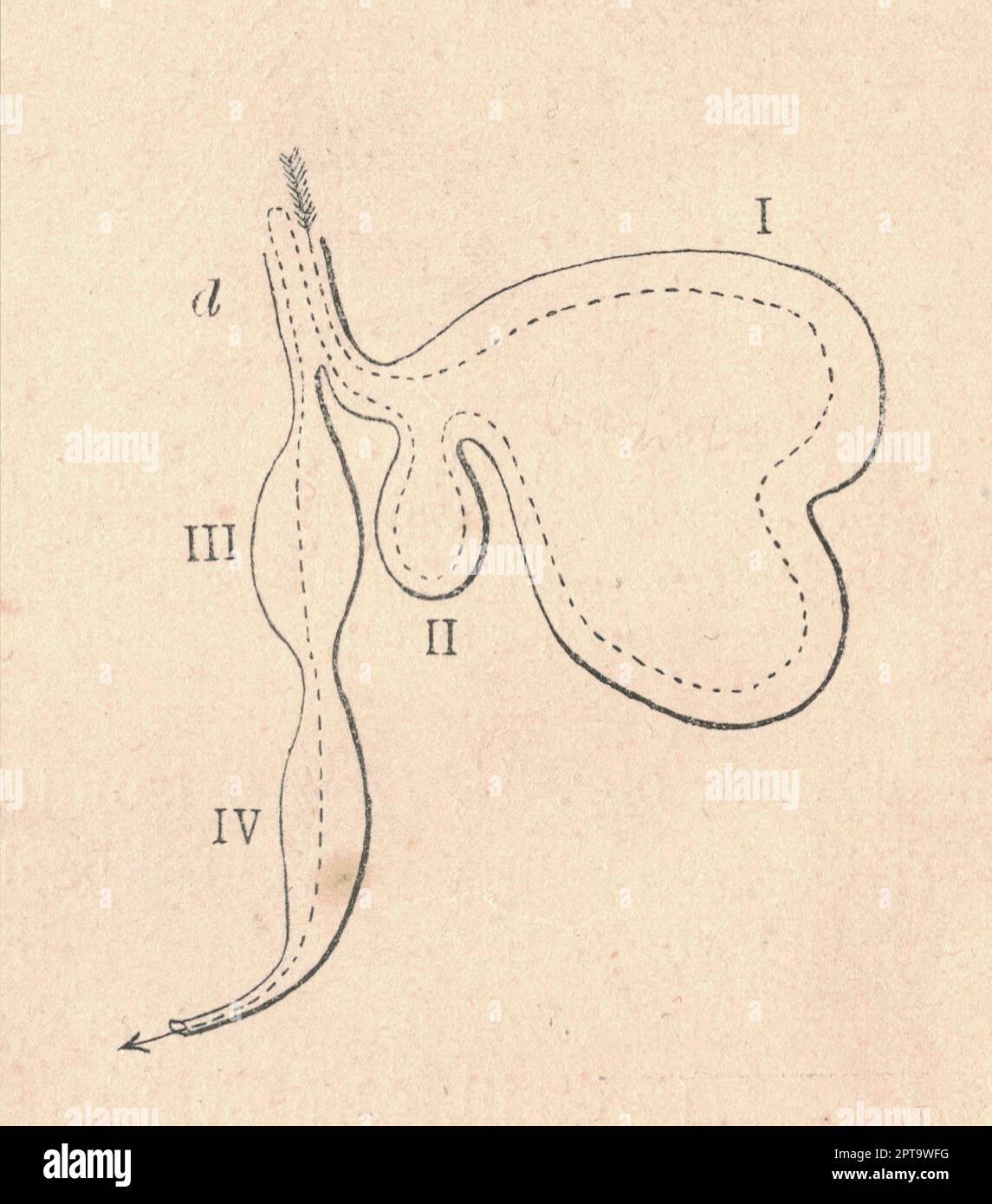 Illustration antique gravée du système digestif des ruminants ...