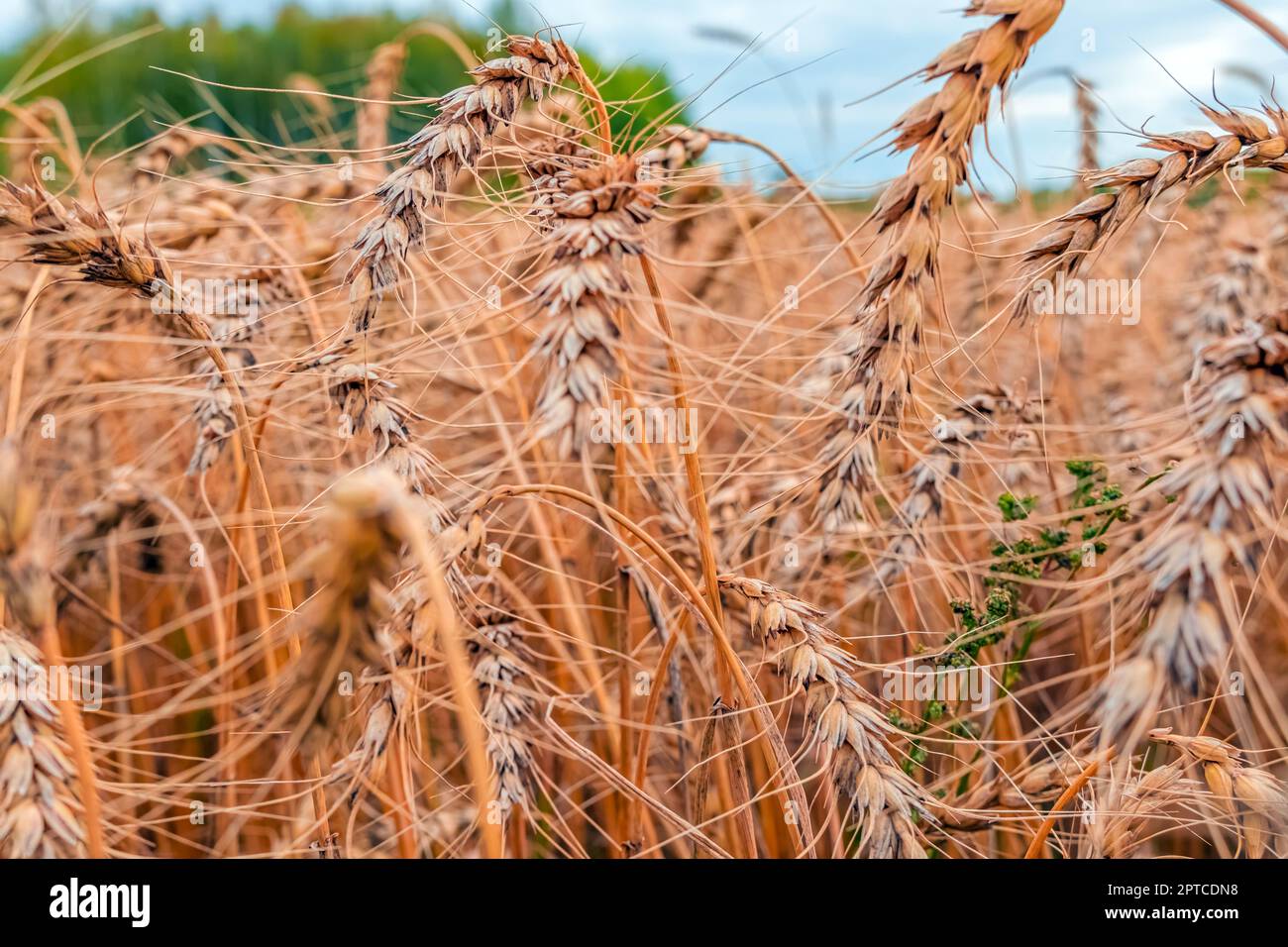 Champ de céréales d'or avec épis de blé, agriculture ferme et concept d ...