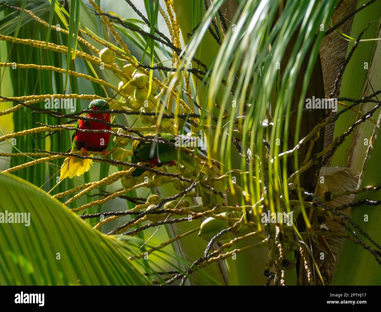 Vini stepheni Banque de photographies et d’images à haute résolution ...