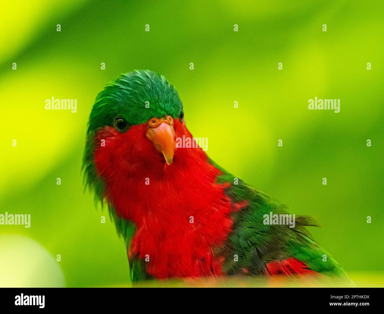 On pitcairn island Banque de photographies et d’images à haute ...