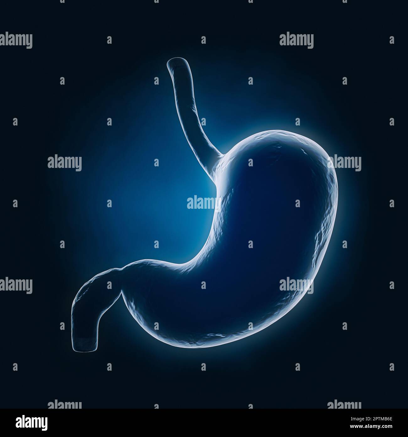 Anatomie de l'estomac humaine vue radiologique de l'organe interne sur ...