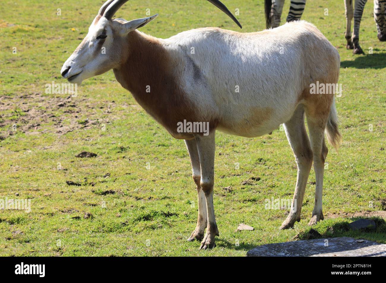 Scimitar oryx Banque de photographies et d’images à haute résolution ...