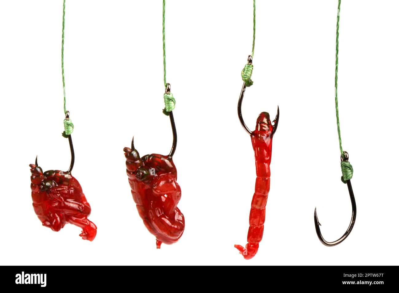 Ver de sang larvas sur quatre hameçons, appât pour la pêche, isolé sur ...