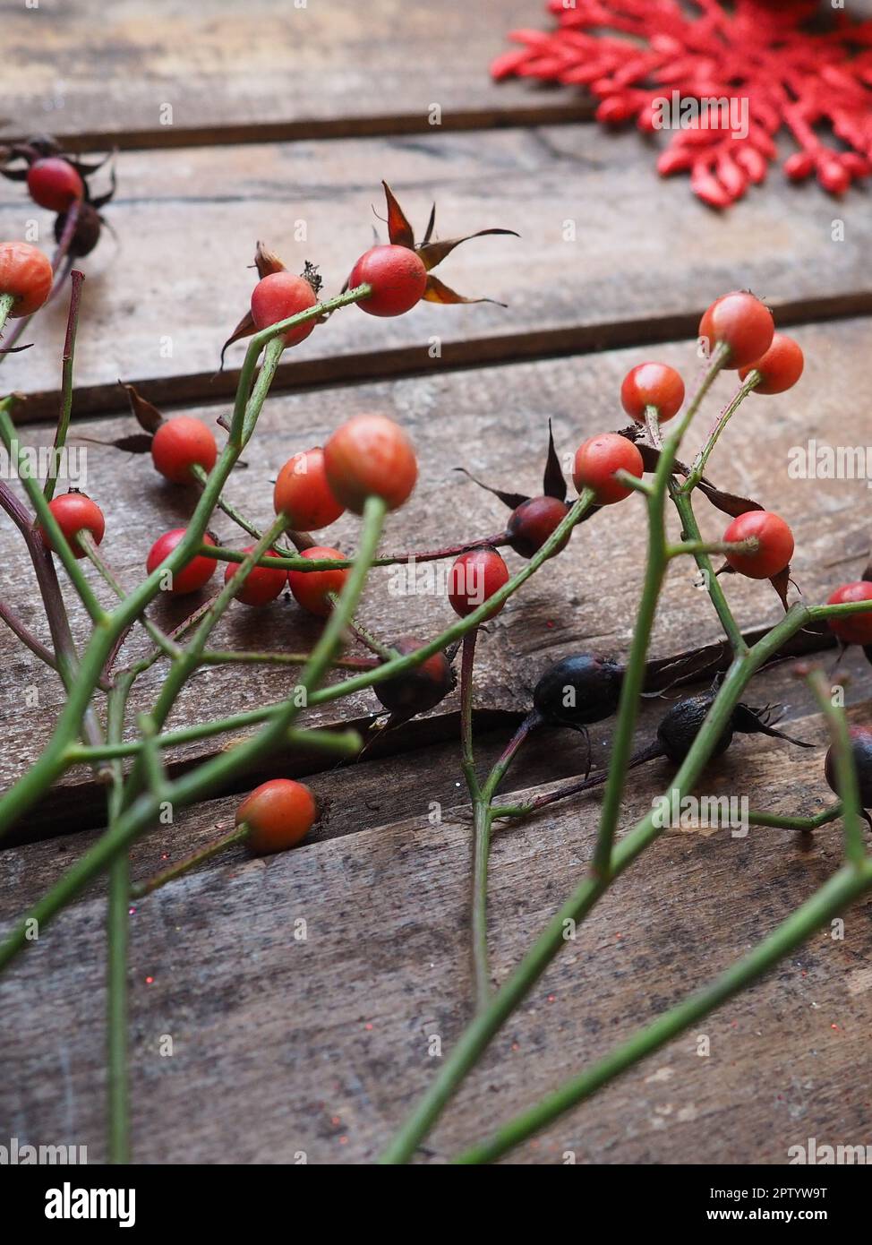 Fruits rouges sauvages Banque de photographies et d’images à haute ...
