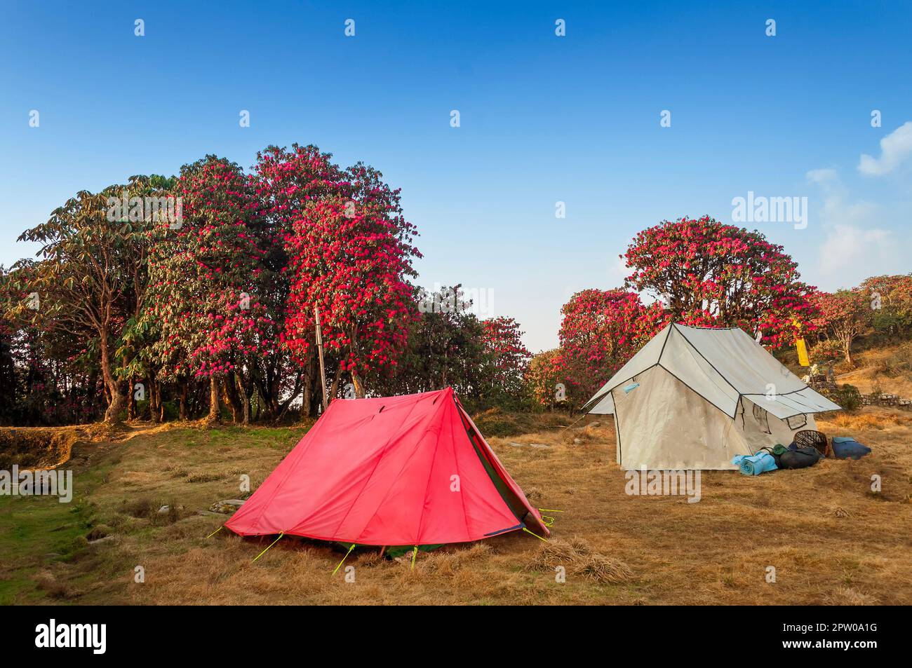 Barsey rhododendron sanctuary Banque de photographies et d’images à ...