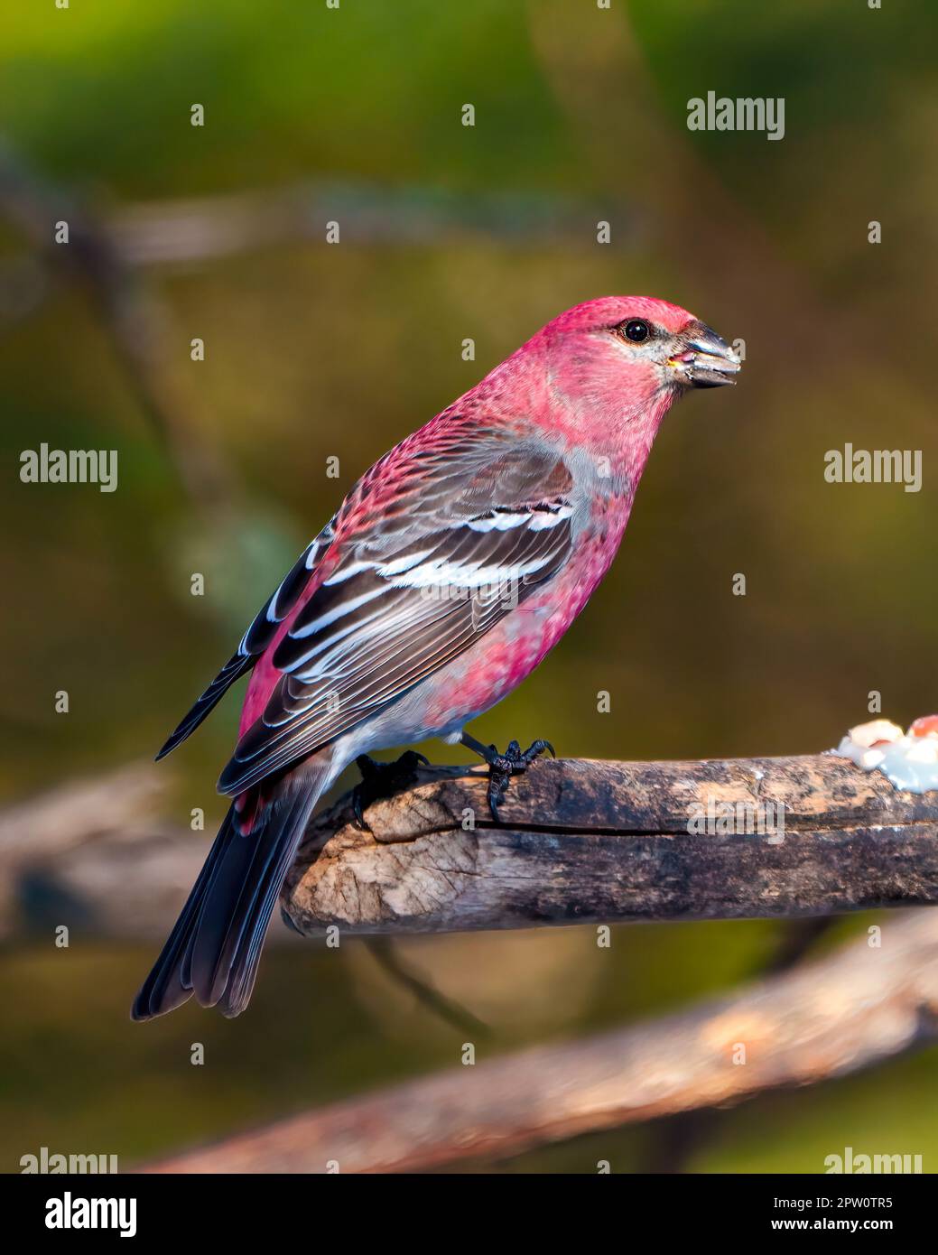 Plume dans le bec Banque de photographies et d’images à haute ...