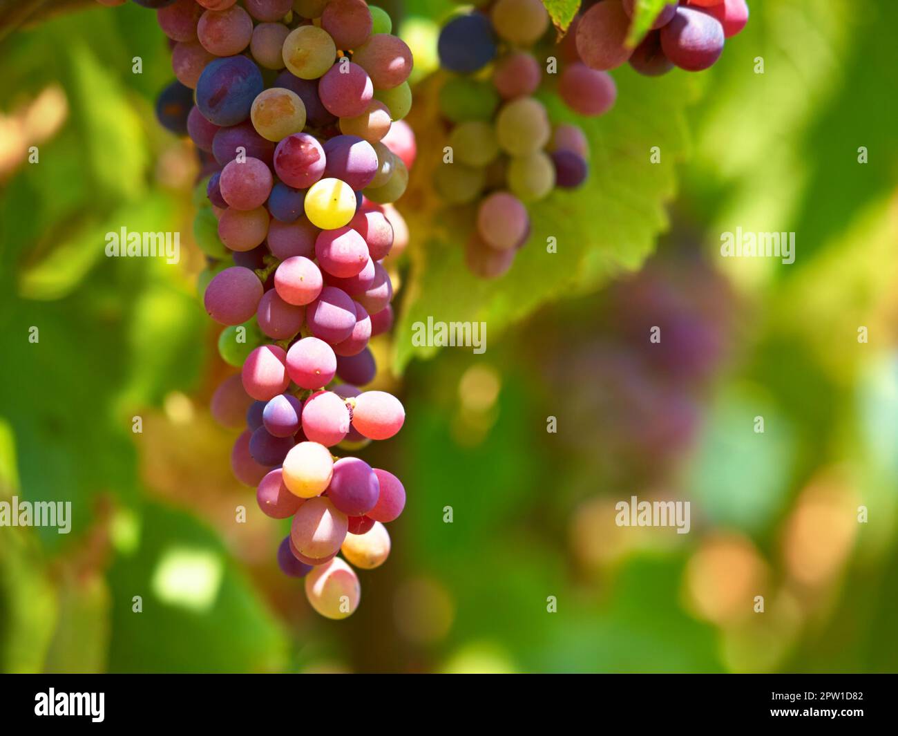 Culture de raisins rouges ou de fruits dans une ferme viticole ou un ...