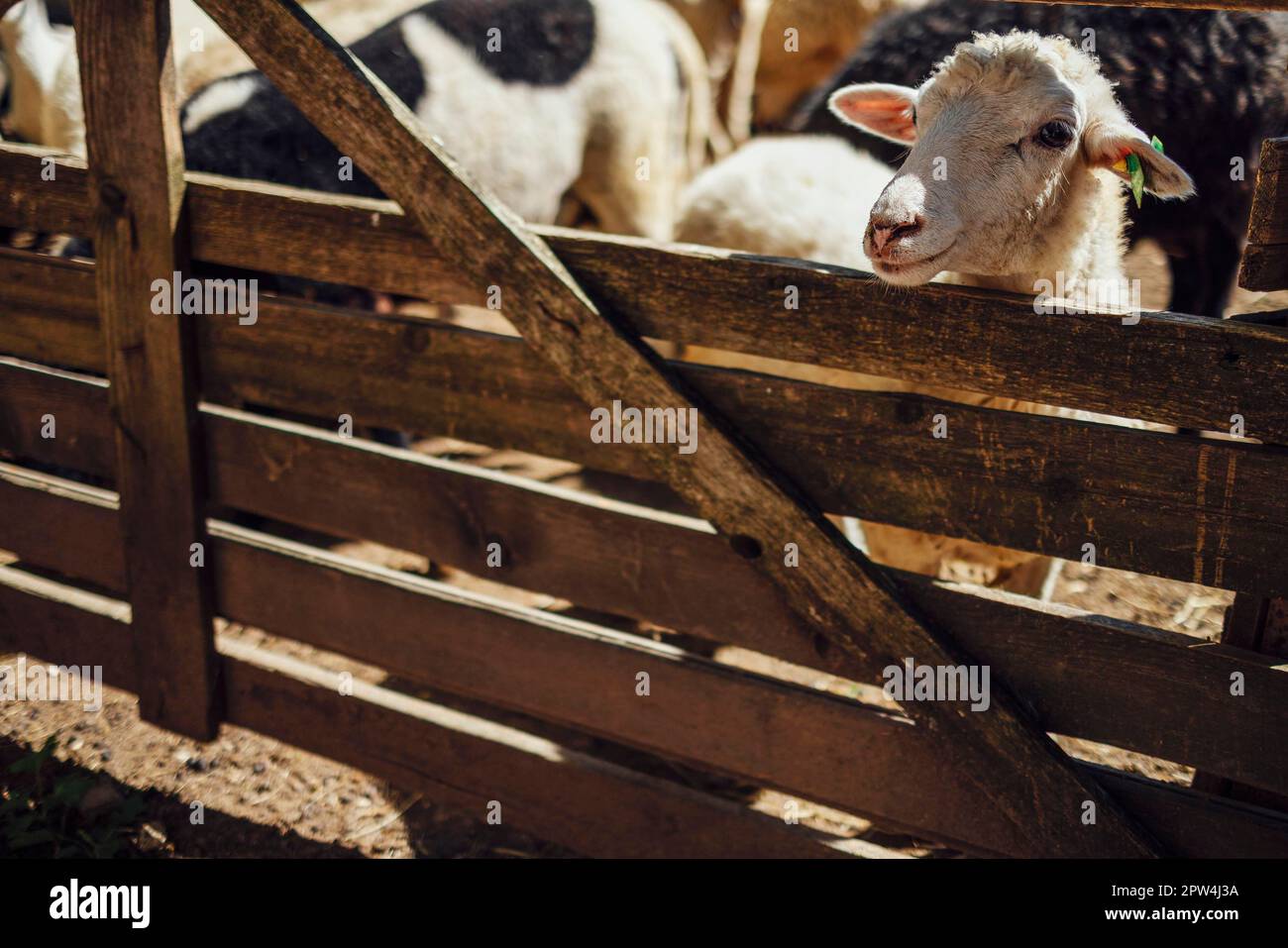 Groupe de moutons dans la ferme. Agriculture moderne production ...