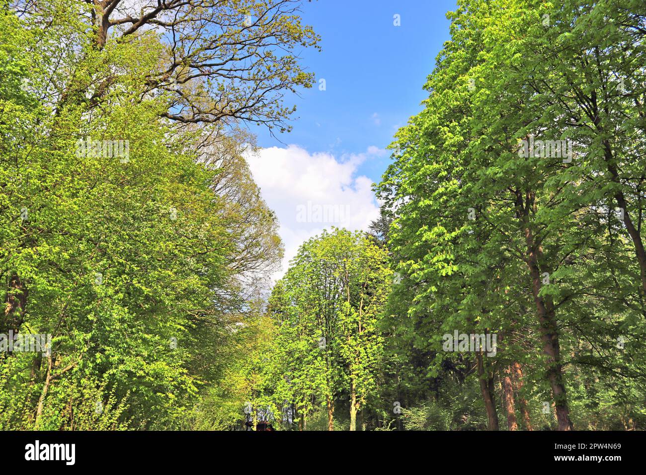 Vue sur la cime des arbres Banque de photographies et d’images à haute ...