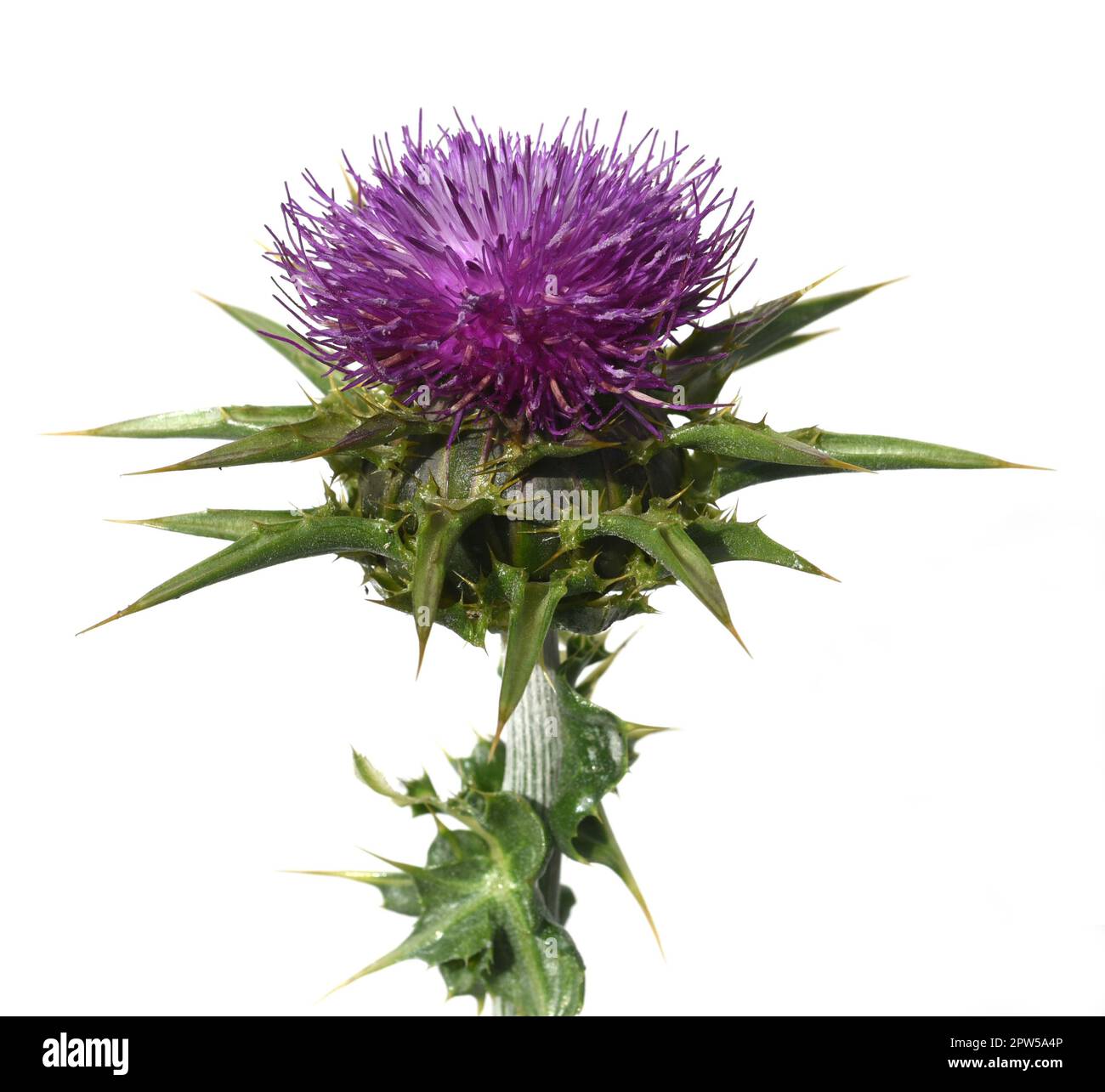 Mariendistel, Silybum marianum ist eine wichtige Heilpflanze. Le ...