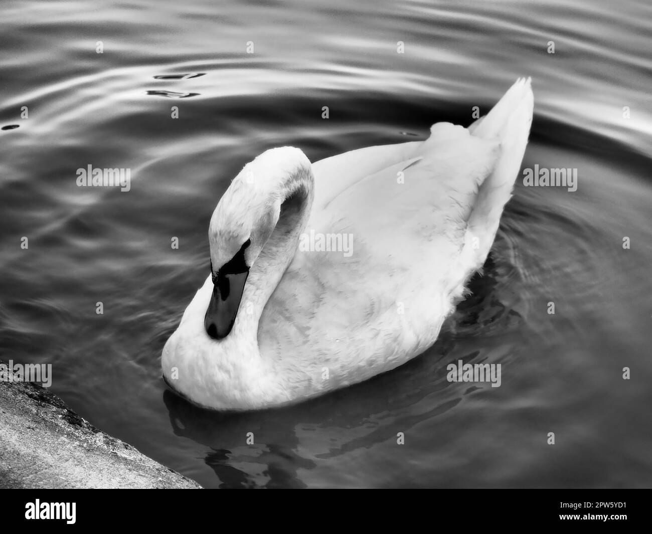 Muet Cygnus Cygnus color sur l'eau. Magnifique cygne solitaire blanc et ...