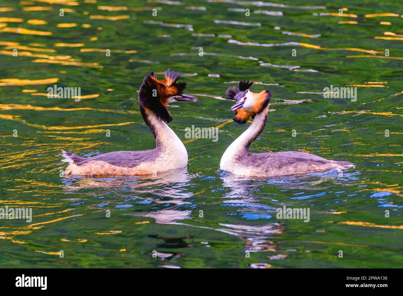 Grand grebe à crête dans son habitat naturel de baignade dans le lac ...