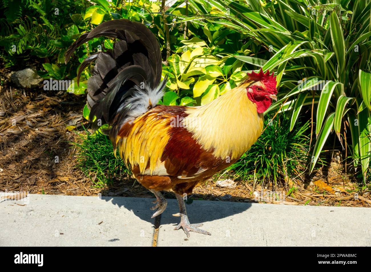 Rhode island red rooster Banque de photographies et d’images à haute ...