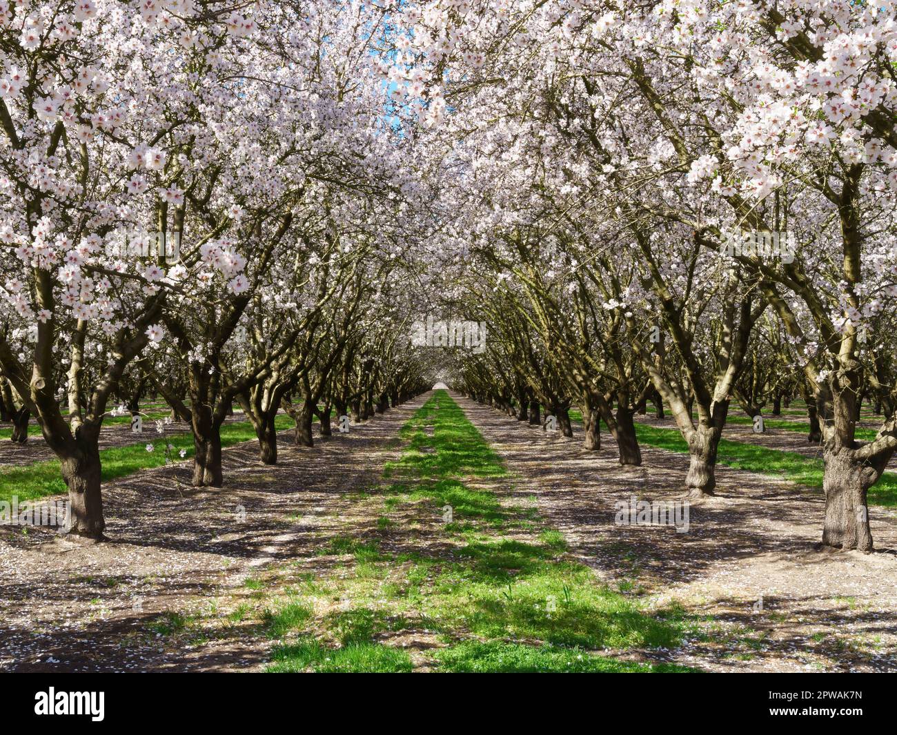 Arbres aux amandes Banque de photographies et d’images à haute ...