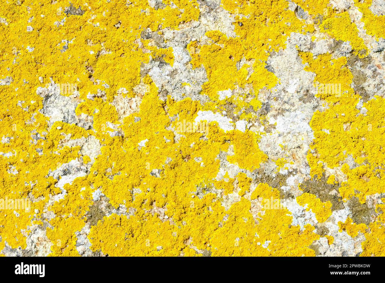 Mousse et lichen sur rocher Banque de photographies et d’images à haute ...