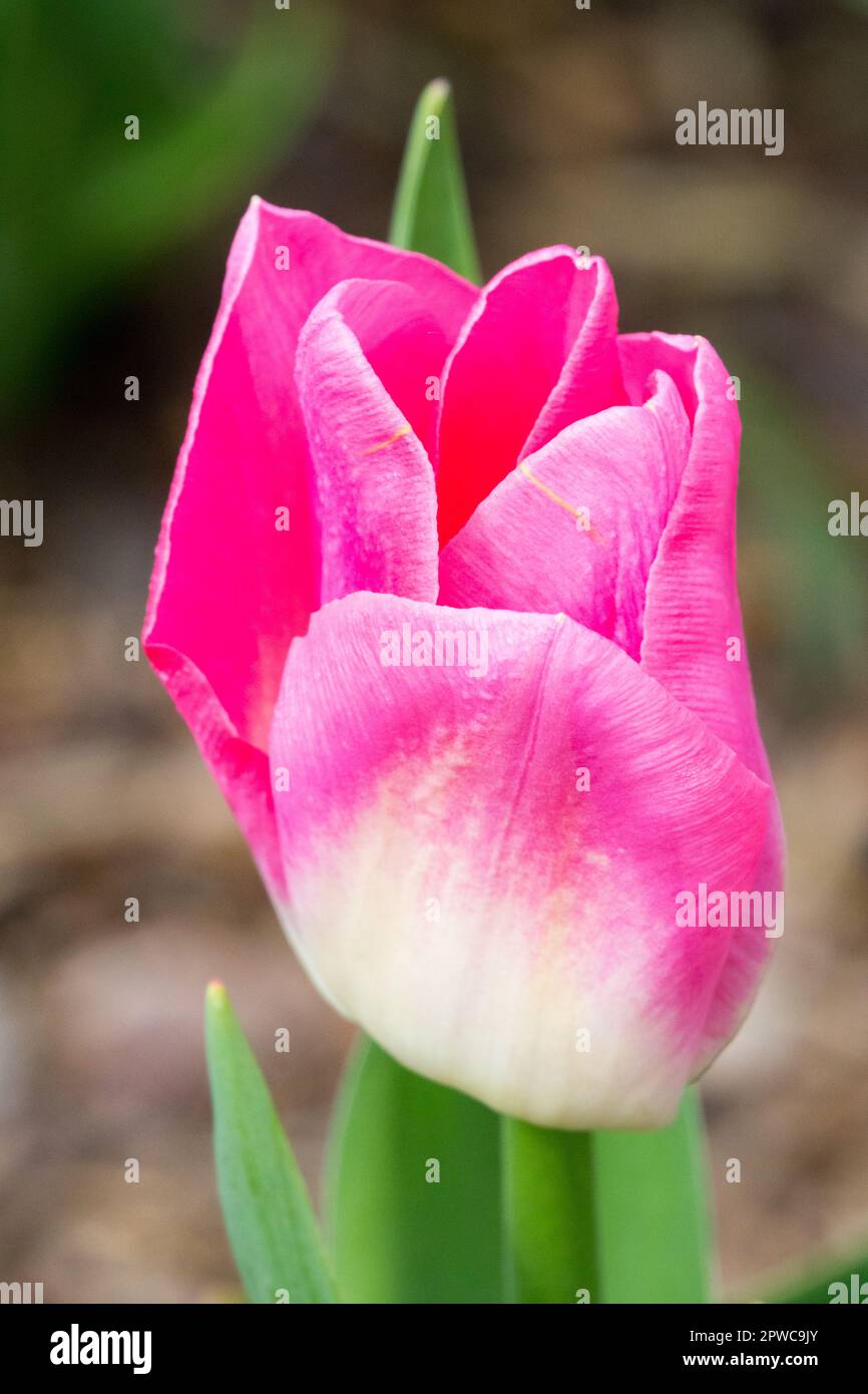 Tulip rose Banque de photographies et d’images à haute résolution - Alamy