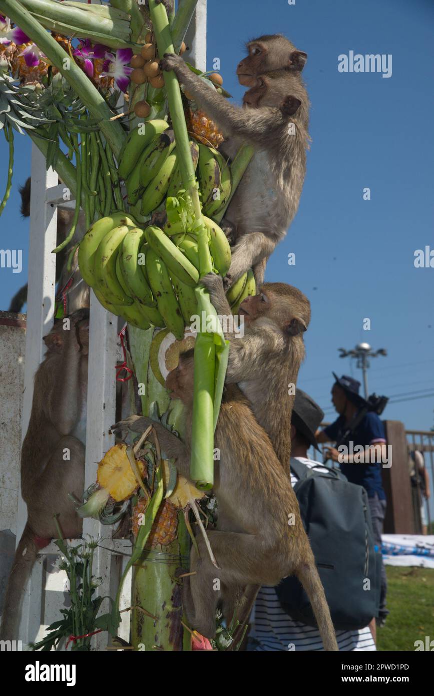 Les singes aiment manger des fruits locaux, légumes, salade, œufs ...