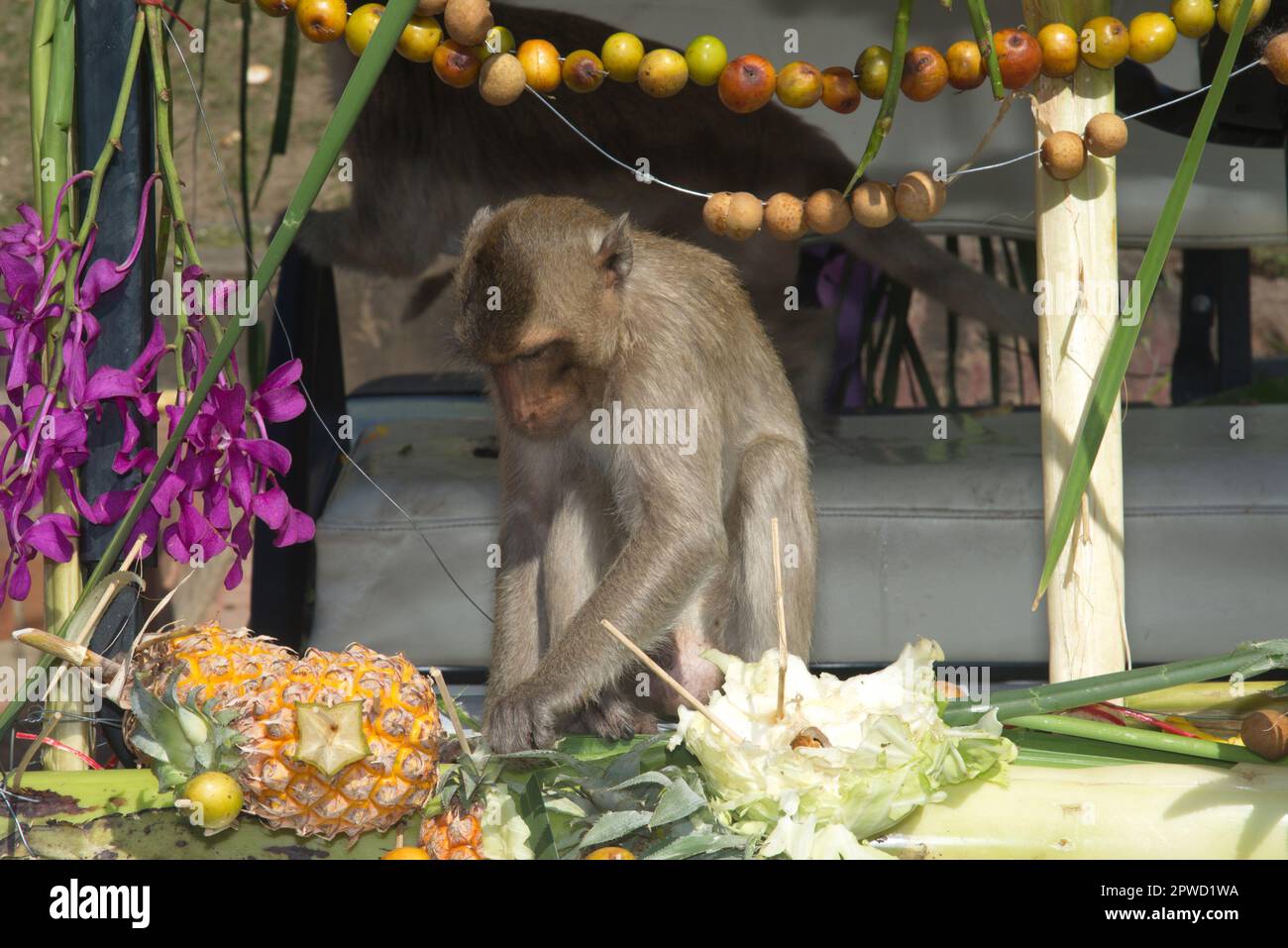 Les singes aiment manger des fruits locaux, légumes, salade, œufs ...