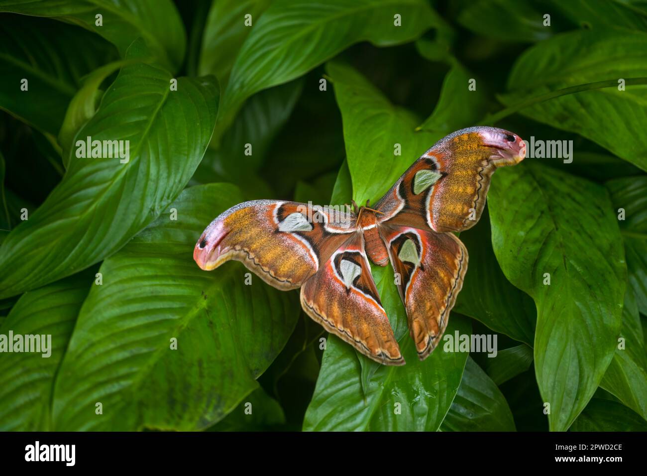 L'un des plus grands papillons, Atlas d'Attacus, jardin botanique tchèque Photo Stock - Alamy