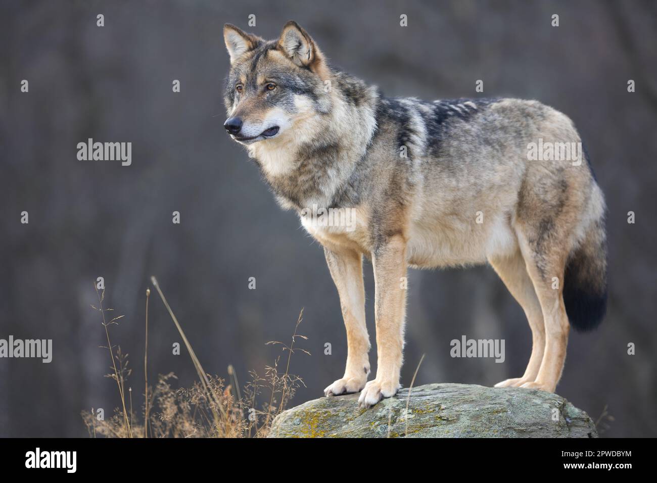 Loup de profil Banque de photographies et d’images à haute résolution ...
