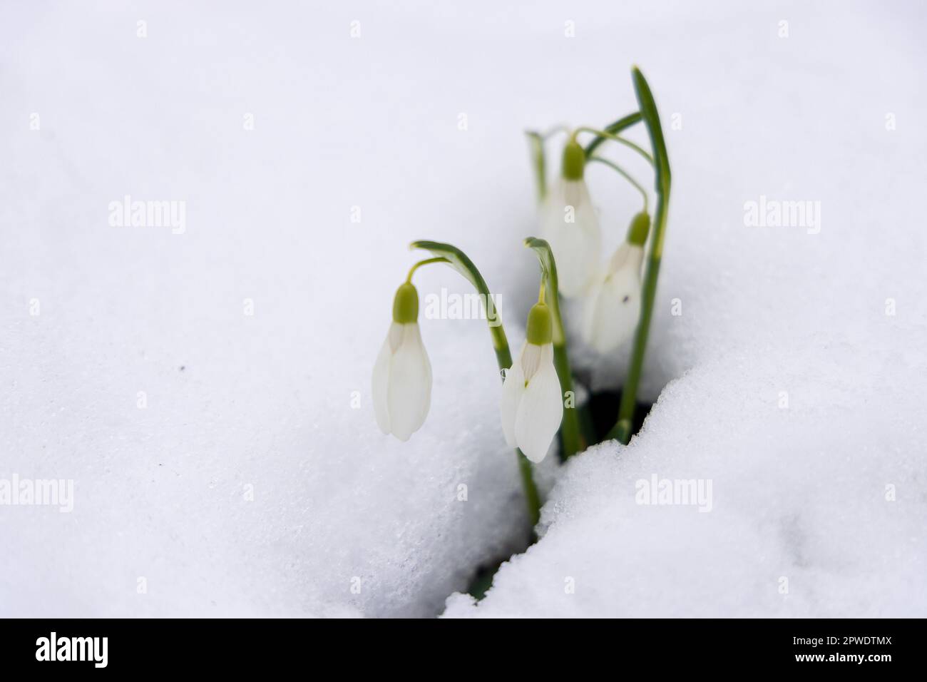Fleur dans la neige Banque de photographies et d’images à haute ...