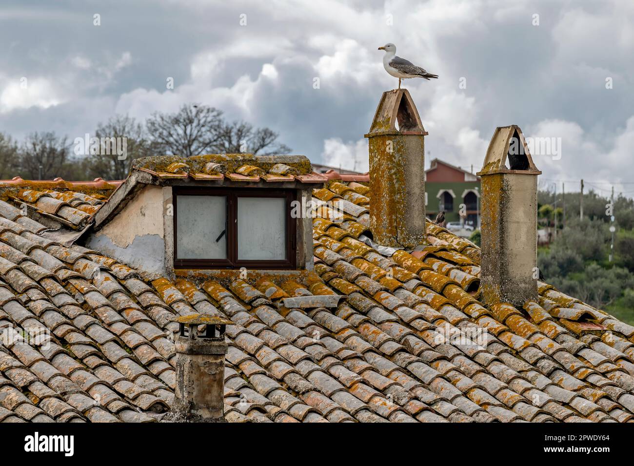 Un mouette sur une cheminée des anciens toits de tuiles rouges du ...